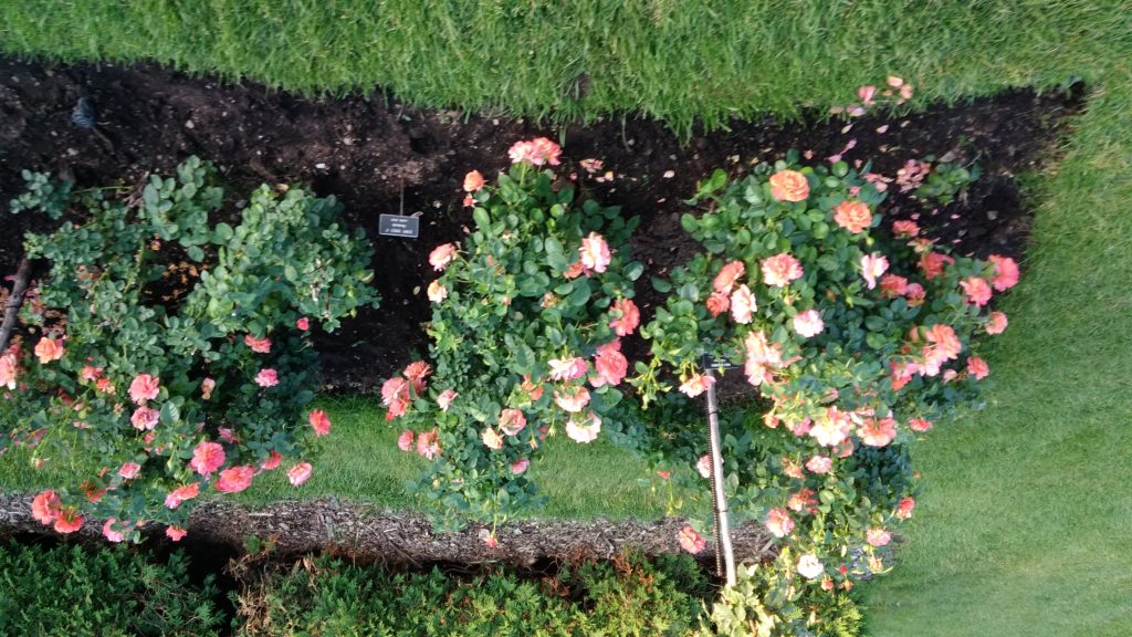 Leif Erikson and His Rose Garden | Been There, Seen That